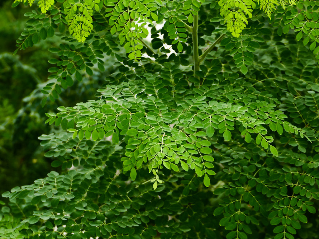 Super Green Wonders: The Health Benefits of Moringa – NatureMills India